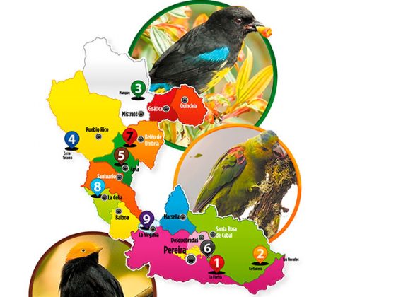 Las principales rutas para el avistamiento de aves en Risaralda - Destino Café